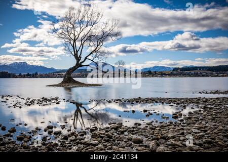 The lonely tree Wanaka, South Island, New Zealand Stock Photo - Alamy