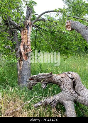A forest of old mulberry trees in summer Stock Photo - Alamy