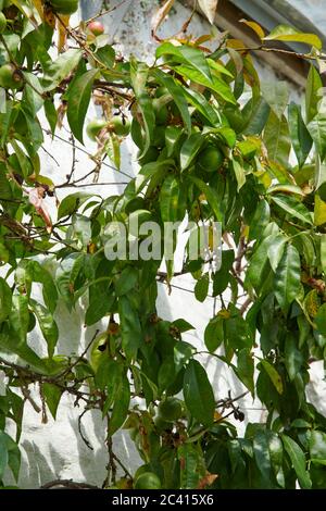 Nectarine trees growing against a white painted wall in a glasshouse ...