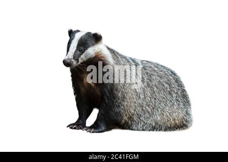 European badger (Meles meles) against white background Stock Photo - Alamy