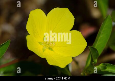 floating primrose-willow (Ludwigia peploides) Plantae Stock Photo - Alamy