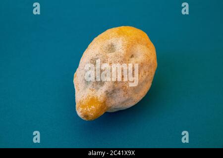 One isolated rotten lemon against a black background, old fruit long ...