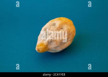 One isolated rotten lemon against a black background, old fruit long ...