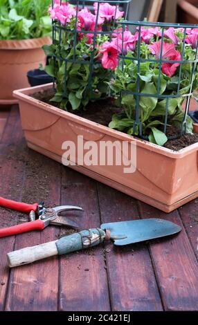 A selective focus of white and purple Surfinia flowers (Petunia) in a ...