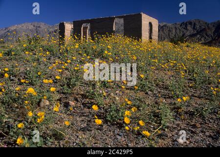 Ashford Mill with Desert gold, Death Valley National Park, California ...