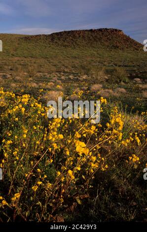 Blind Hills, Mojave National Preserve, California Stock Photo - Alamy