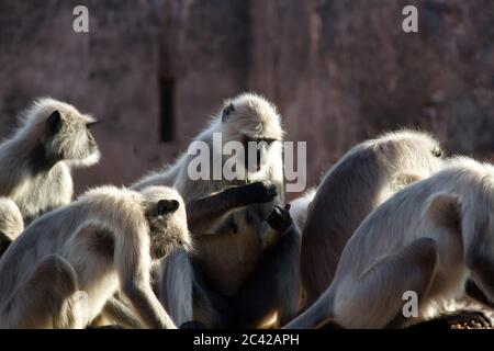 pack of monkeys (langurs) actively feeds on scattered nuts, animal ...