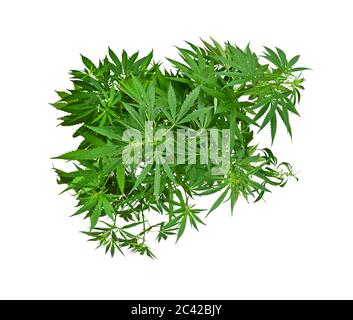 Close-up of green hemp bushes. Cannabis marijuana bushes Stock Photo ...