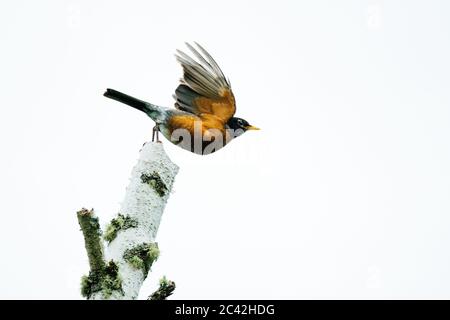 American Robin wings spread Stock Photo - Alamy