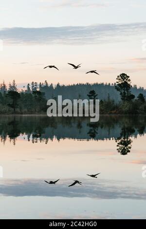 A small flock of Canada Geese fly over the Liberty Loop Trail in the ...