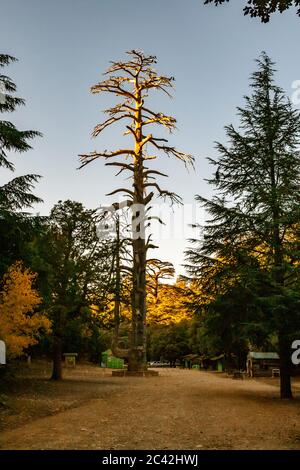 Old cedar forest near Ifrane in Morocco Stock Photo - Alamy