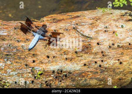 Common Whitetail Skimmer Dragonfly Stock Photo - Alamy