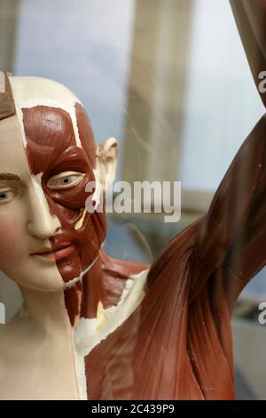 Human doll, half skin-free to represent the muscles - anatomy ...