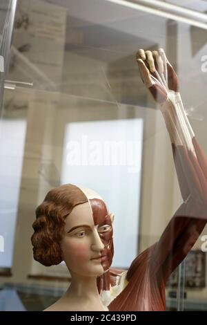 Human doll, half skin-free to represent the muscles - anatomy ...