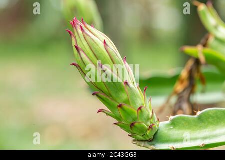 Dragon fruit flower bud on tree in the backyard gardens Stock Photo - Alamy