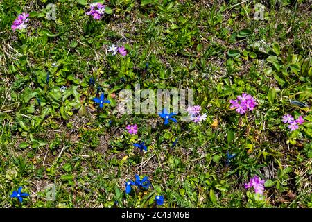 Flowers in the mountains, Bergblumen, Blumen, Wiesenblumen, Vorarlberg ...