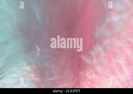 Exotic texture feathers background close up. Pink and aquamarine ...