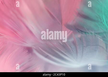 Exotic texture feathers background close up. Pink and aquamarine ...