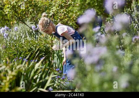 A selective focus of daisy flowers in a field Stock Photo - Alamy