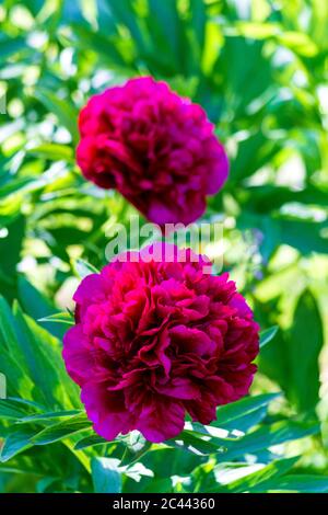 Close-up of a vibrant red peony bloom standing out against a dark ...