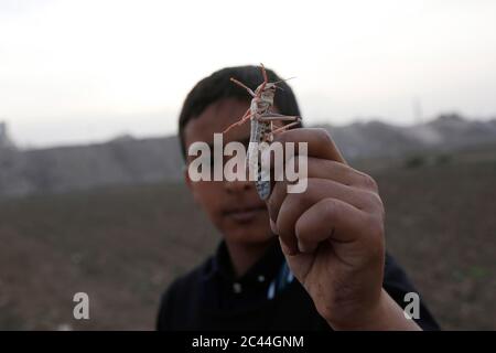 Sanna, Yemen. 23rd June, 2020. Boys chase locusts after a swarm of ...
