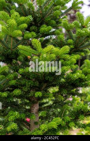 Little European silver fir growing Stock Photo - Alamy