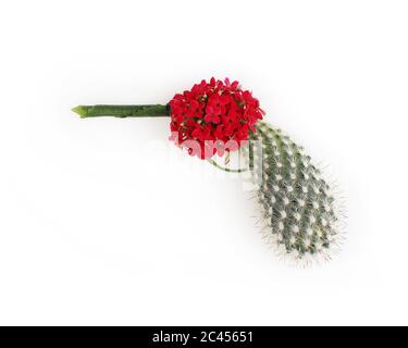 Gun. Flower collage on a white background. Stop violence, peace concept ...