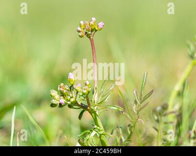 Selective closeup of beautiful buds of mayflower (crataegus laevigata ...
