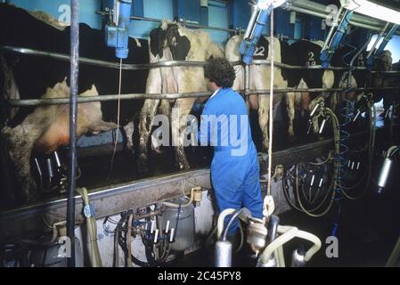 Farmer Bryan Pass working at The Longdown Diary farm milking parlor ...