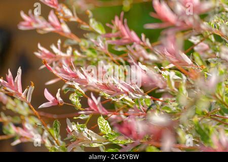 Pink bracts of Flamingo Willow Salix integra 'Hakuro-nishiki' Stock ...