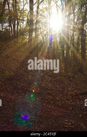 Sun light beaming through an woodland setting and bracken leaves ...