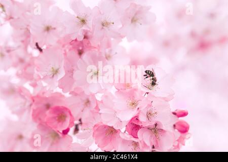 Yellow jacket wasp pollinating beautiful rose blooming flower Stock ...