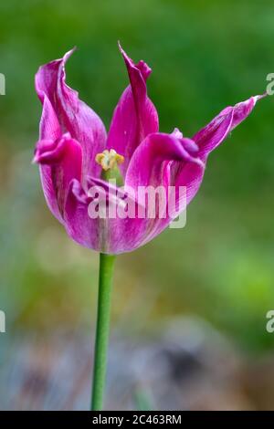 Vertical shot of a pink tulip with a colorful flower garden in the ...