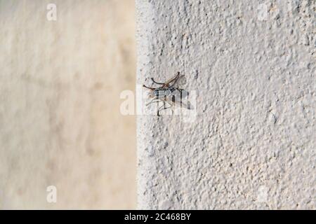 A closeup shot of a fly, standing on a green leaf in the garden ...