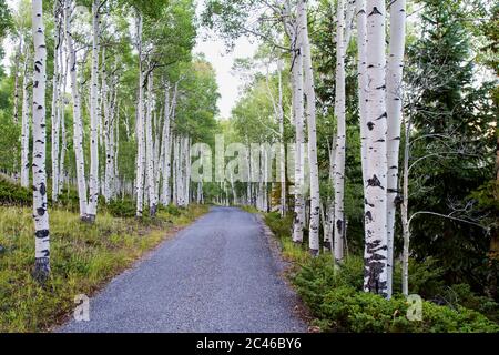 Quaking Aspens 'Pando Clone', also known as Trembling Giant, Clonal ...