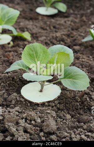 Homemade cardboard cabbage collar to protect young plants from root ...