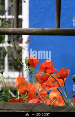 Red corn poppy at the Blue Barn, Vitte, Hiddensee Island, Mecklenburg ...