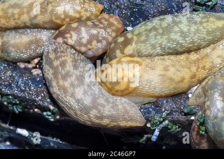 Yellow slugs (Limacus flavus) a garden pest, Sussex,UK Stock Photo - Alamy