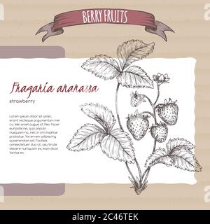 Hand drawn sketch of Strawberry with branch and leaf isolated, Black ...