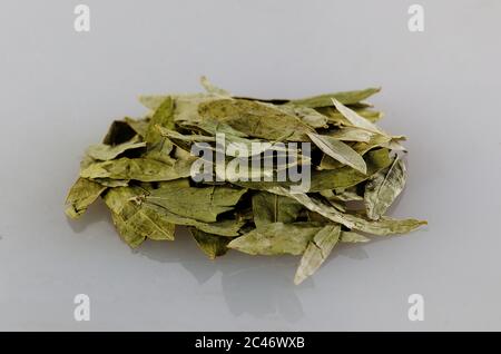 Guazuma ulmifolia leaf, botanical herbal medicine. The plant is ...