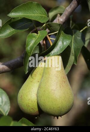 Fruit, Pear, Conference Pears ripening on the tree in Grange Farms ...