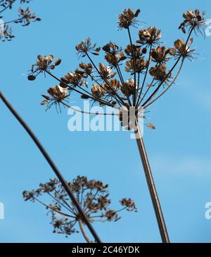 Giant Hogweed seed heads, the sap of the plant is phototoxic and causes ...