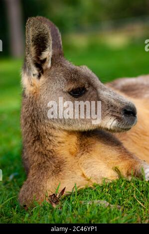 Kangaroo Relaxing in the sun Stock Photo - Alamy