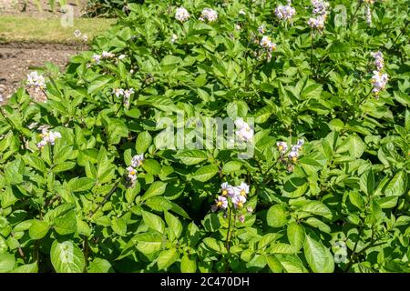Potato 'Setanta' plants with flowers growing in a vegetable garden ...
