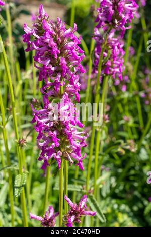 Purple Betony (Stachys officinalis) flowering, Slovenia Stock Photo - Alamy