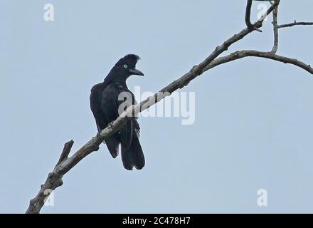Amazonian Umbrellabird (Cephalopterus ornatus) adult perched on dead ...