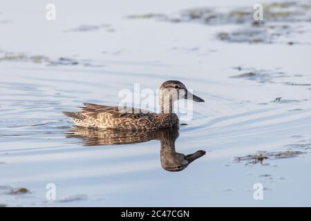 blue winged teal at Richmond BC Canada Stock Photo - Alamy