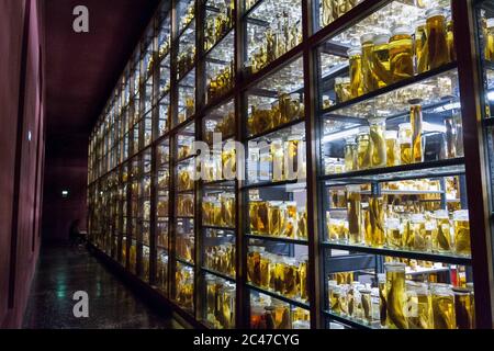 Shelves with various animals preserved in formaldehyde solution Stock ...