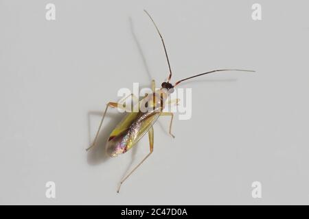 Campyloneura virgula. Tribe Dicyphini. Subfamily Bryocorinae. Family ...