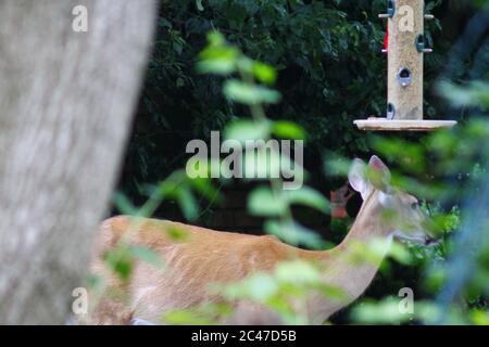 Deer at Bird Feeder Stock Photo - Alamy